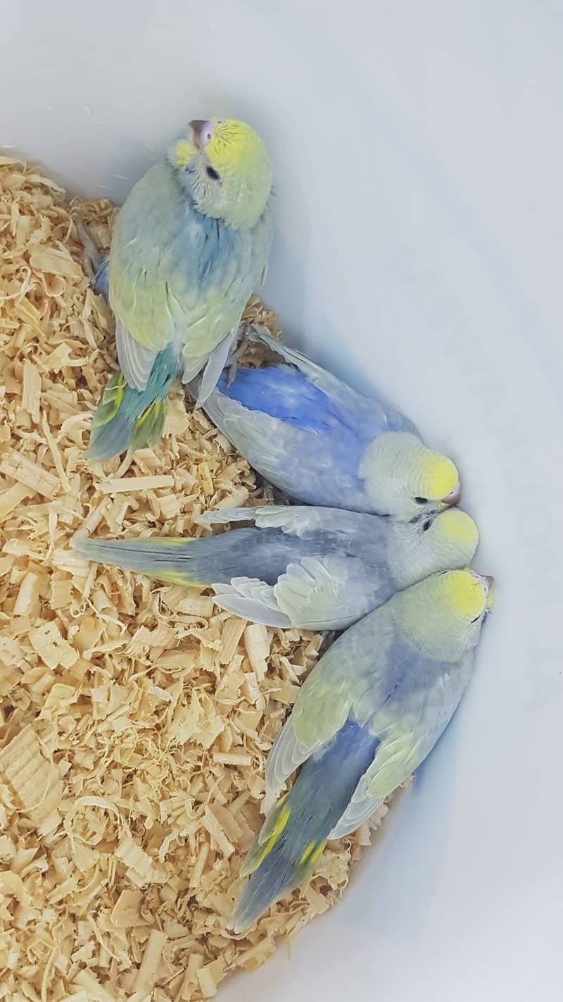 RAINBOW BUDGIES BAJRI KING EXHIBITION RED EYES HOGOROMO PIED UNDERSIZE ...