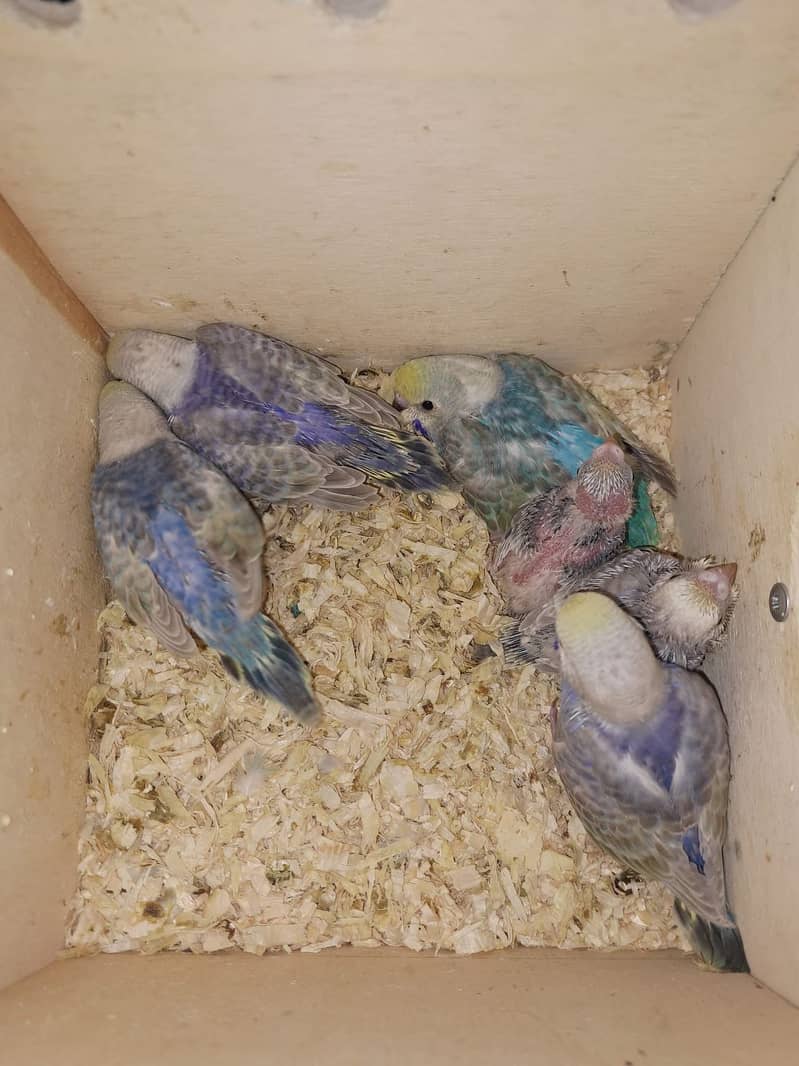 RAINBOW BUDGIES BAJRI KING EXHIBITION RED EYES HOGOROMO PIED UNDERSIZE ...