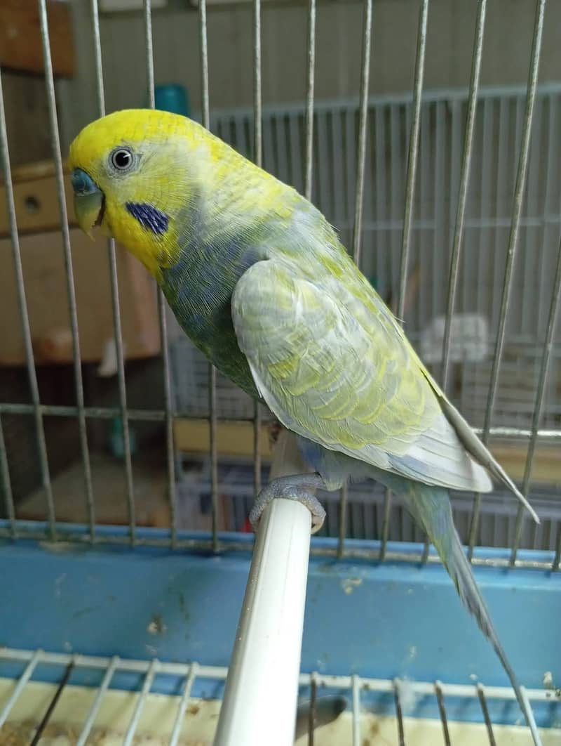 RAINBOW BUDGIES BAJRI KING EXHIBITION RED EYES HOGOROMO PIED UNDERSIZE ...