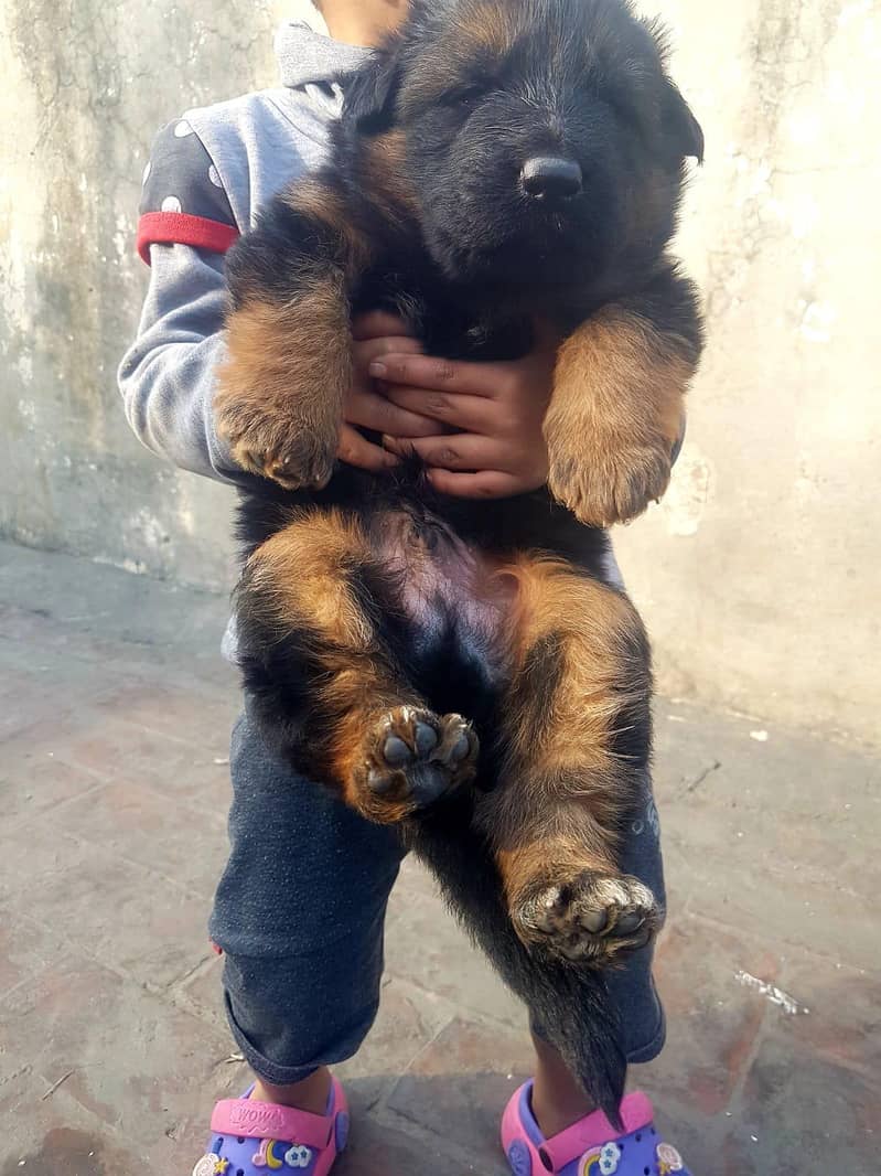 German Shepherd and WhatsApp non pedigree - Dogs - 1110638284