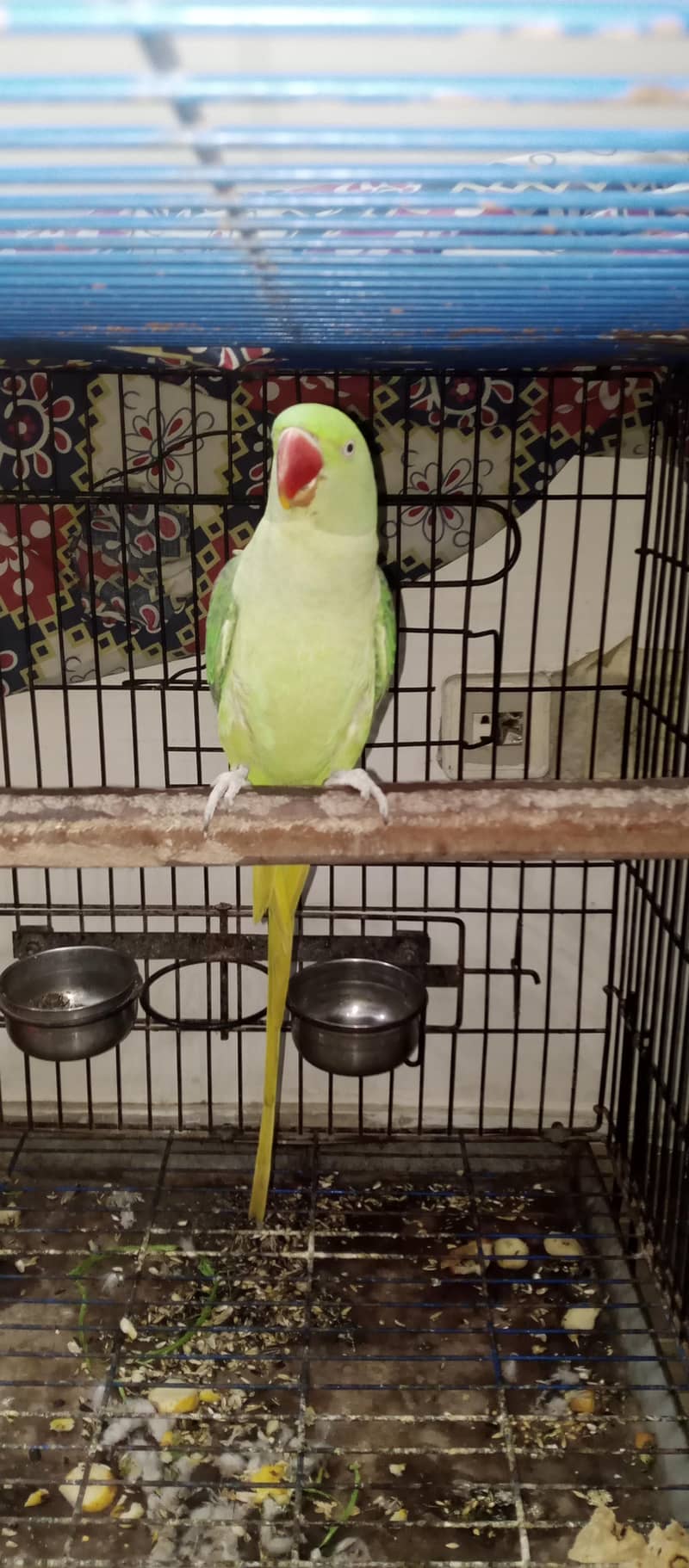 I AM SELLING RAW PARROT - Parrots - 1110941261