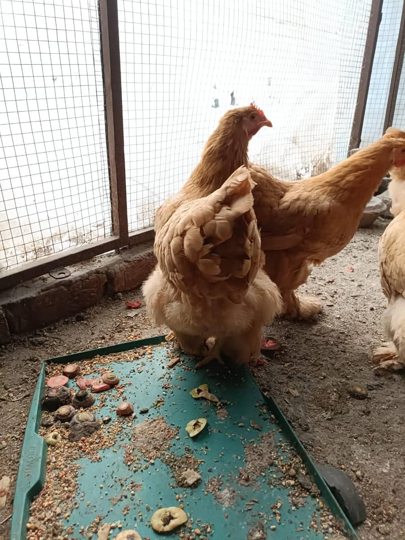Golden BUFF hens + Fertile eggs - Hens - 1110950456