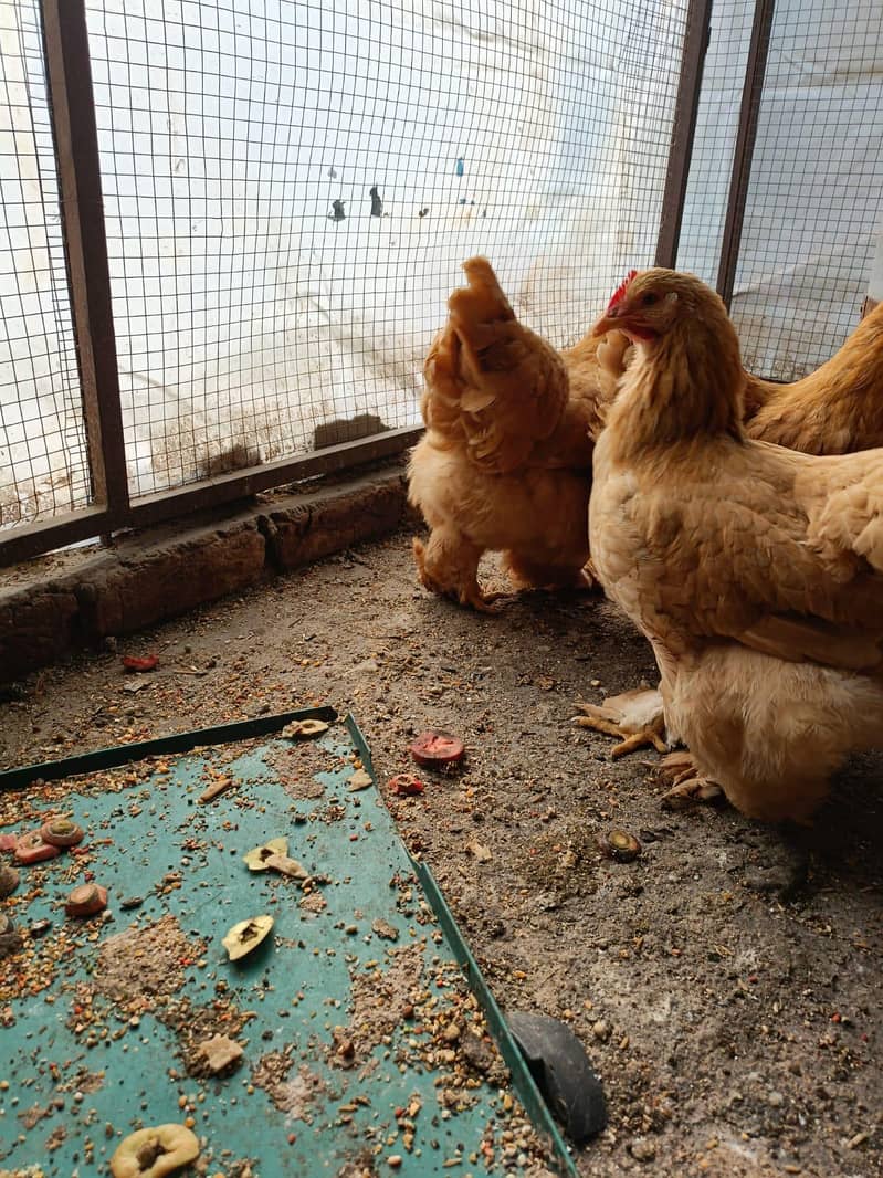 Golden BUFF hens + Fertile eggs - Hens - 1110950456
