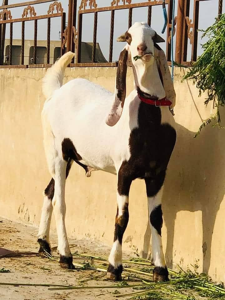 rajanpuri bakra for sale - Goats - 1110971608