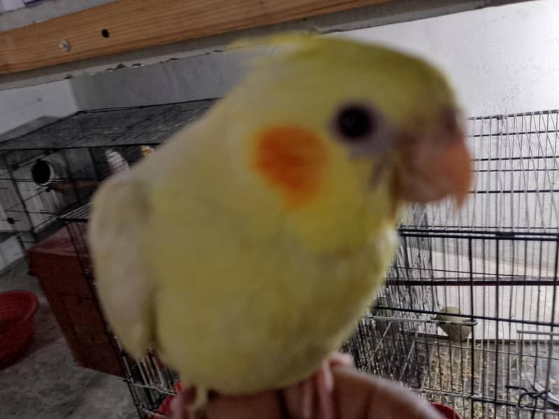 handtame common white cockatiel - Parrots - 1110770356