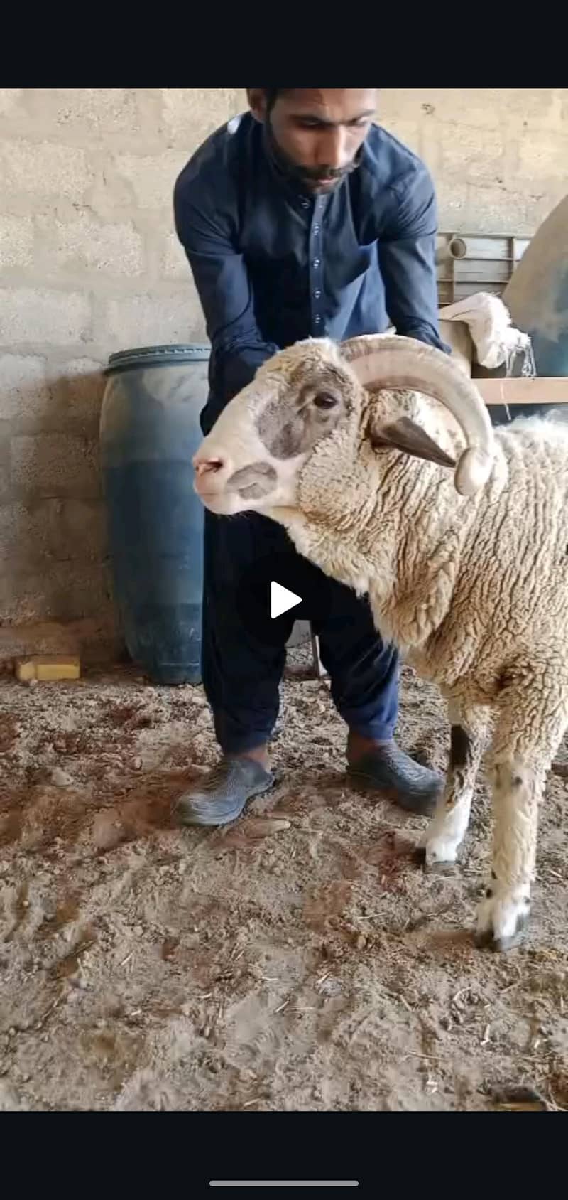 Long tail and Turkey Dumba - Sheep - 1111011460
