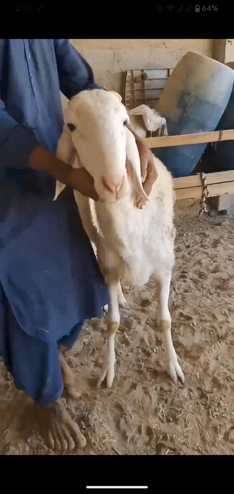 Long tail and Turkey Dumba - Sheep - 1111011460