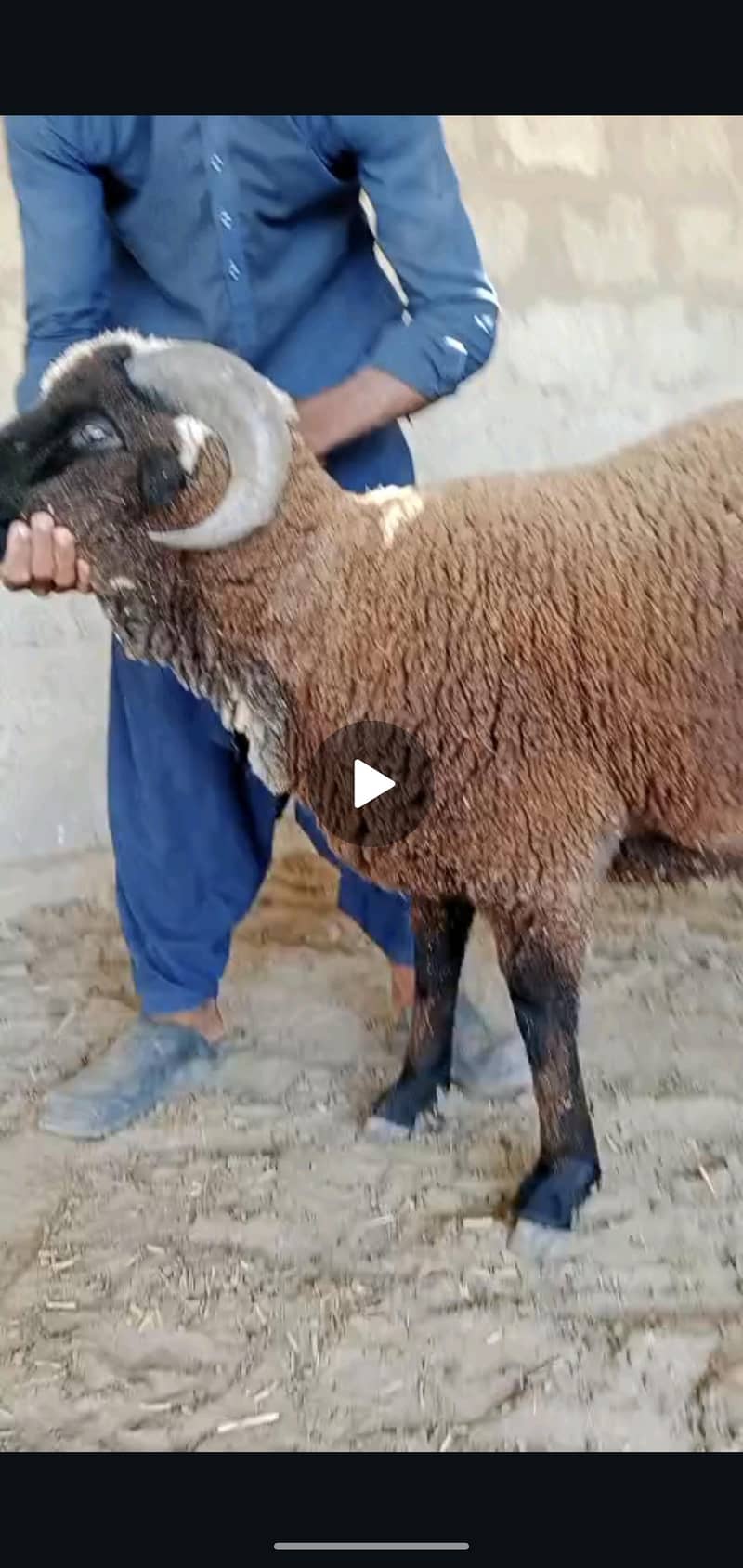 Long tail and Turkey Dumba - Sheep - 1111011460