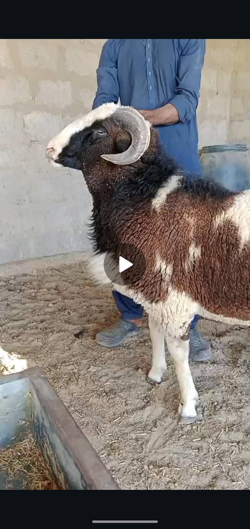 Long tail and Turkey Dumba - Sheep - 1111011460