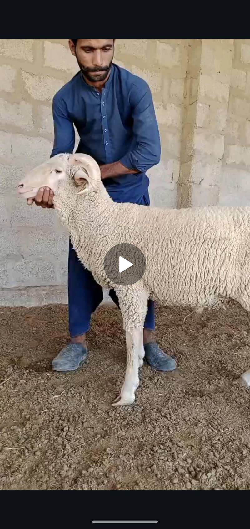 Long tail and Turkey Dumba - Sheep - 1111011460