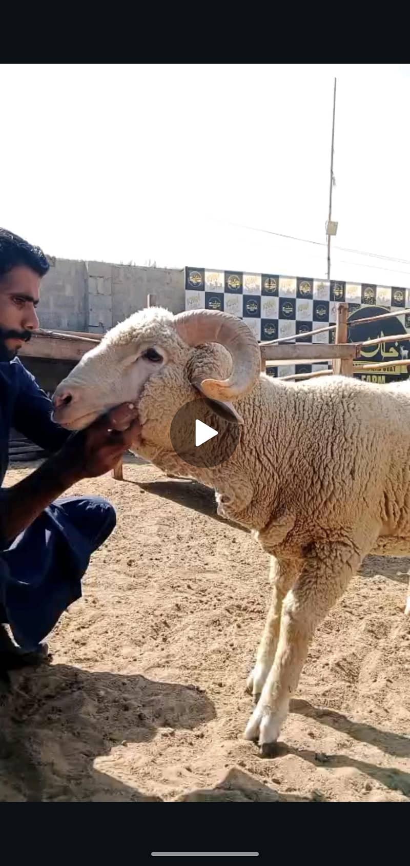 Long tail and Turkey Dumba - Sheep - 1111011460