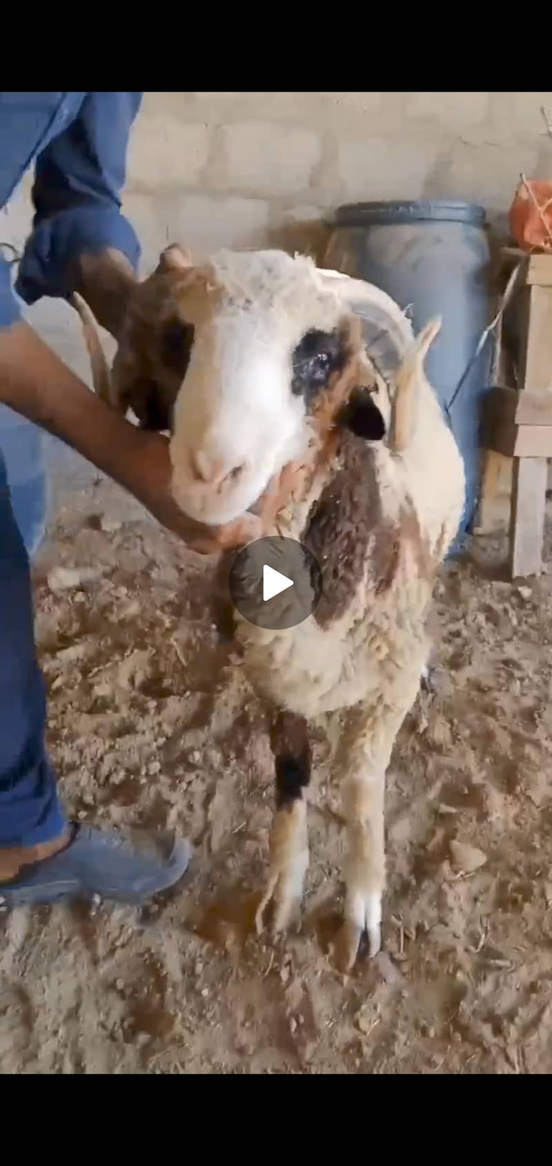Long tail and Turkey Dumba - Sheep - 1111011460