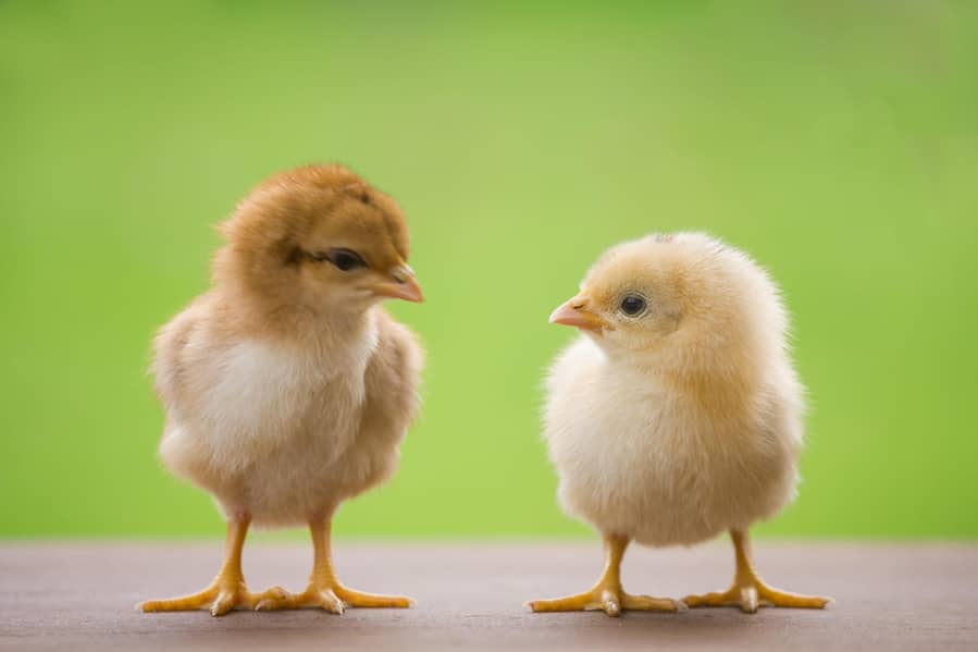 Lohmann Day old | Lohman Brown Chicks | Golden Misri Chicks| Hens ...