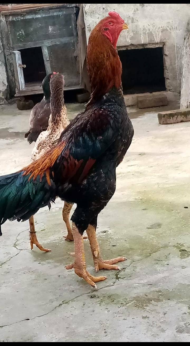 Lakha Shamo male 03493675218Whatsaap - Hens - 1111023064