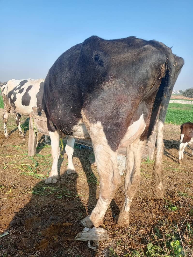 cow freezing - Cows - 1111076055