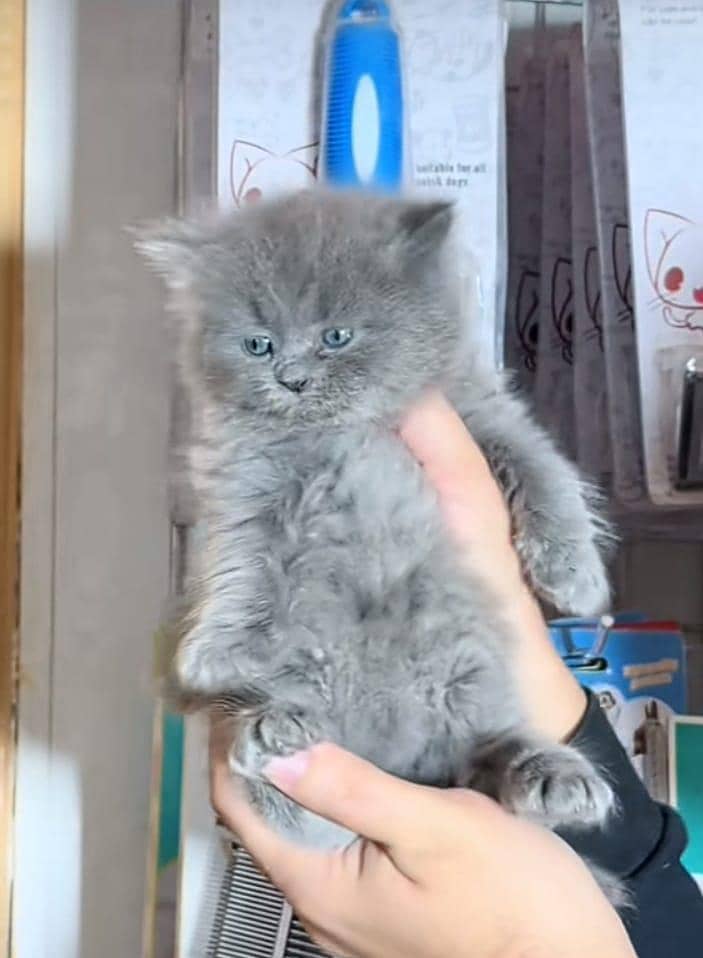 Cat | kittens | Persian | Punch face ÖƷ‿4Öᴗ58ᴗ786ᴗ୨7 ωhat$ap - Cats ...