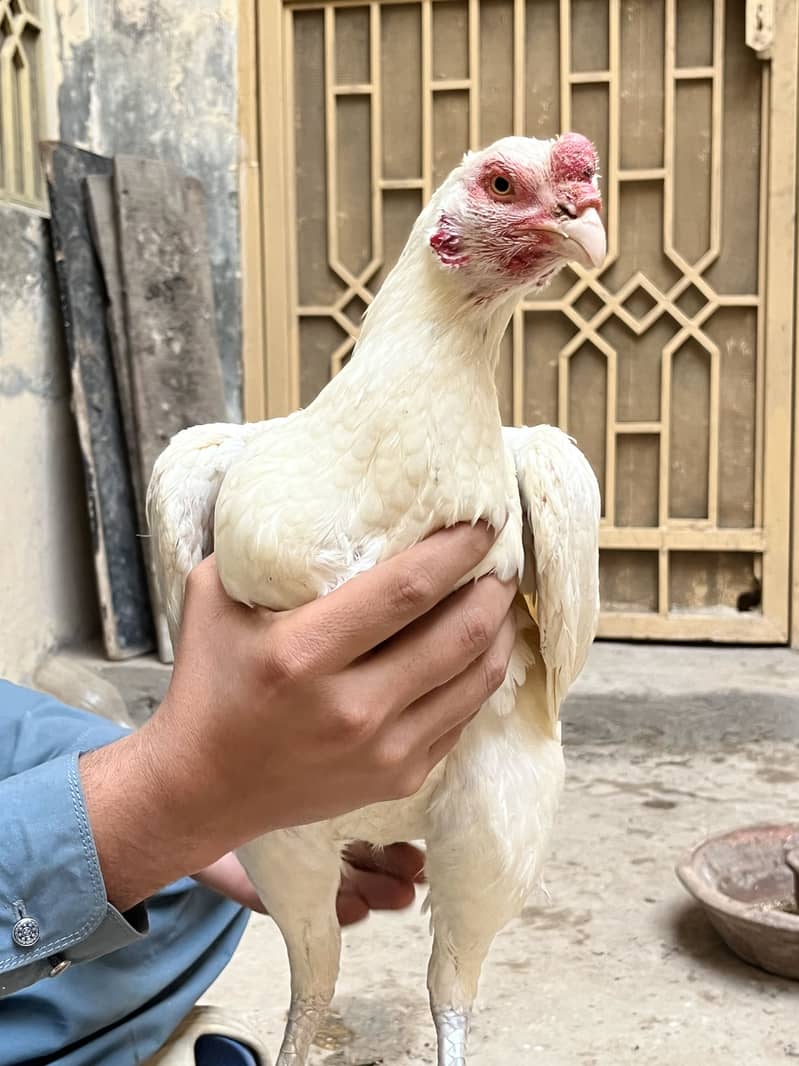 White hera murgi for sale - Hens - 1111076407