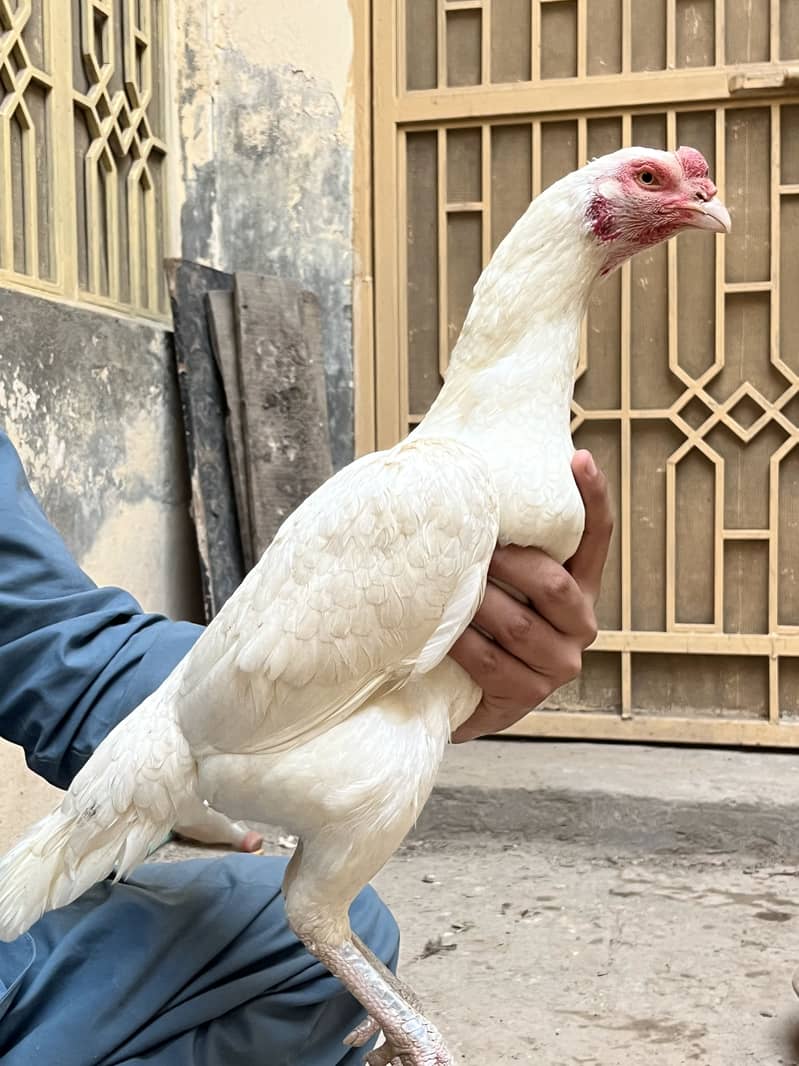White hera murgi for sale - Hens - 1111076407