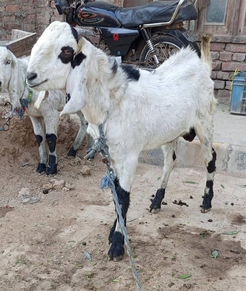 Desi Bakra - Goats - 1111081225