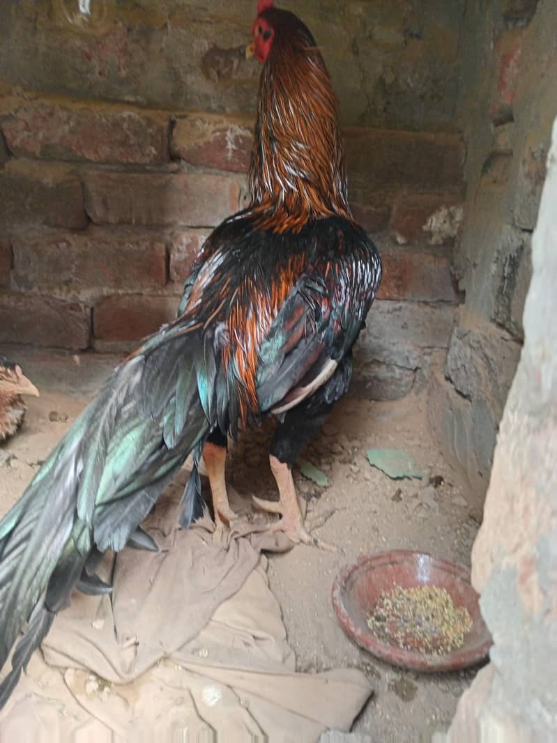 sindhi aseel in 5200 - Hens - 1111096791