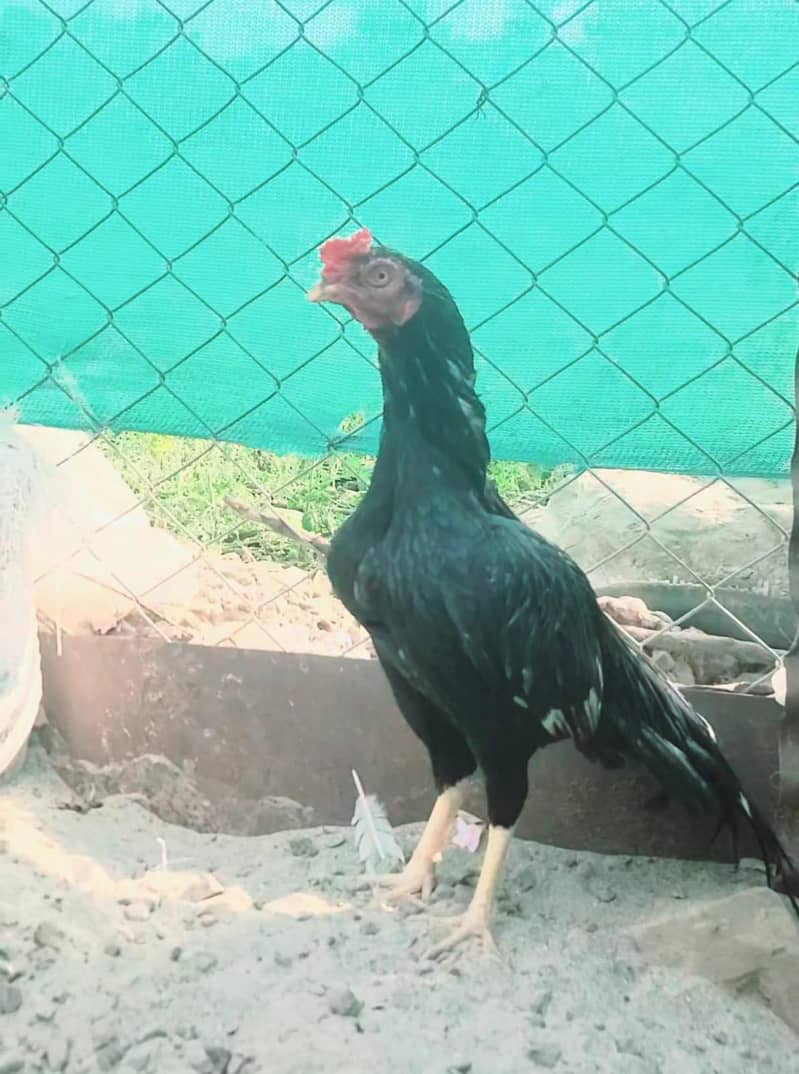 lasni patha for sale - Hens - 1111105449