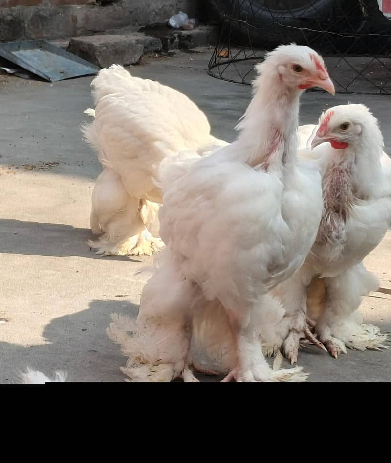 White Buff Chicks 2.5 months - Hens - 1111117303