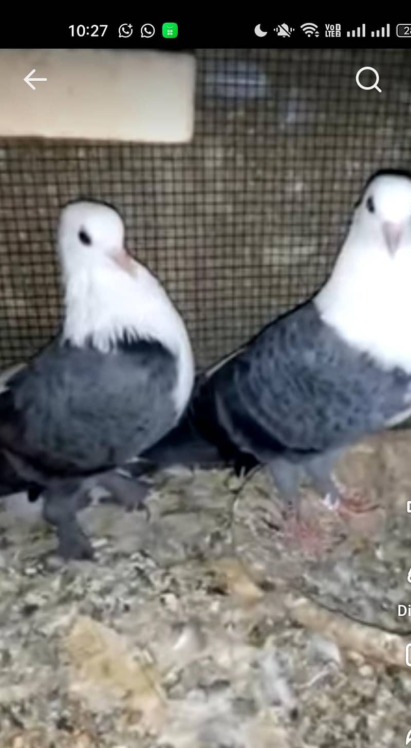 karabli kabootar - Pigeons - 1111130231