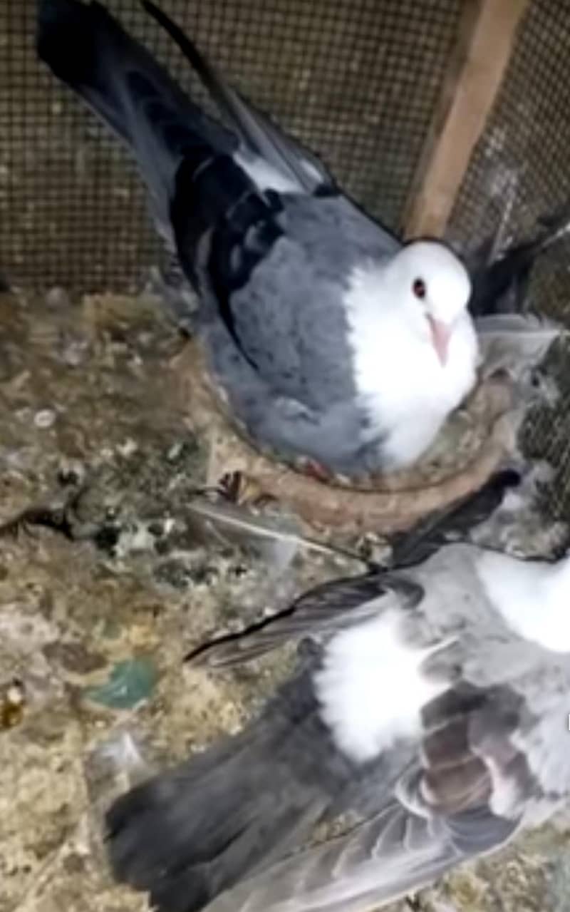 karabli kabootar - Pigeons - 1111130231