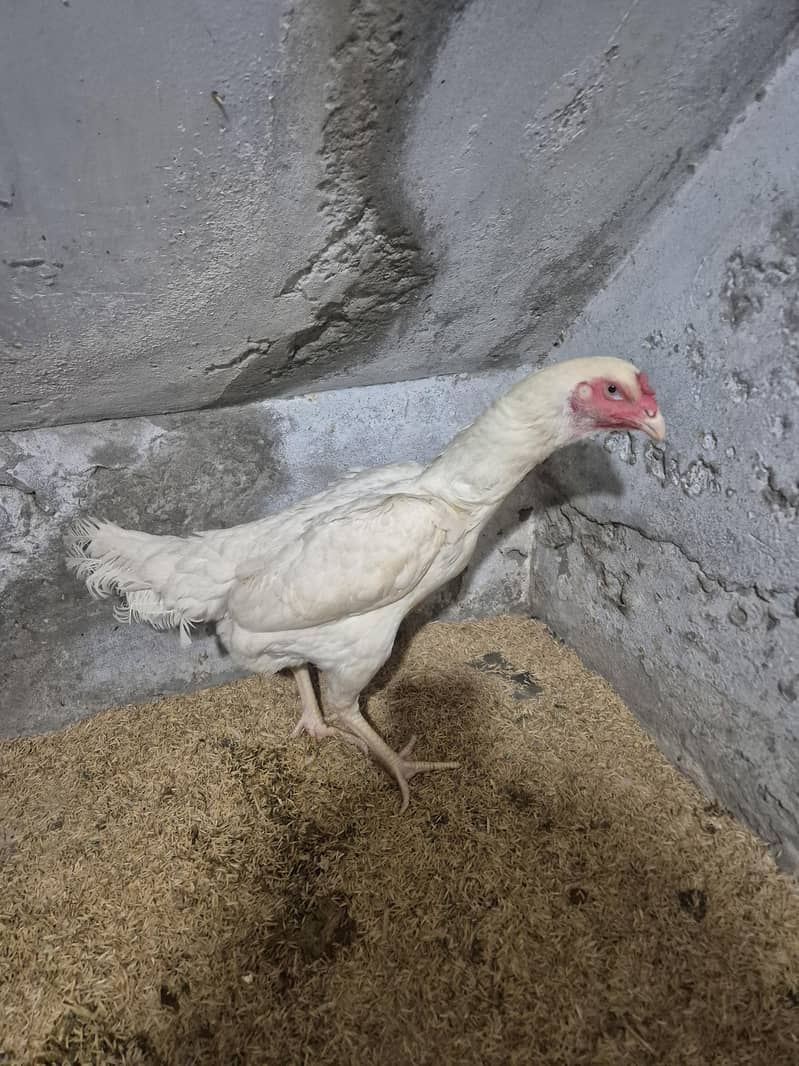 white Shamo female | Shamo madi | white shamo pathi - Hens - 1111132441