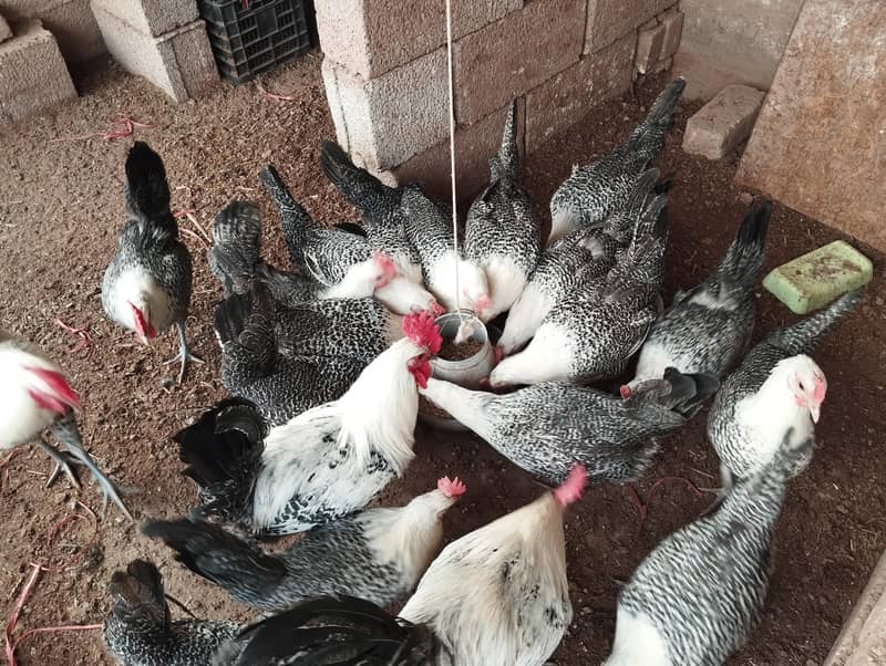 Pure Misri Hen (Egyptian Fayoumi) - Hens - 1111135806