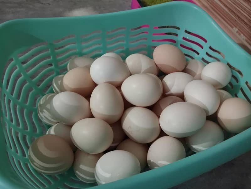 Pure Misri Hen (Egyptian Fayoumi) - Hens - 1111135806