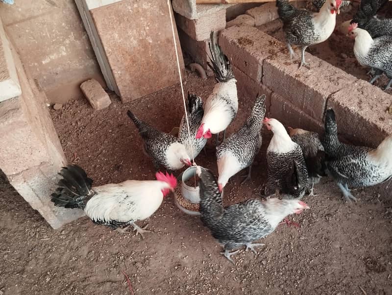 Pure Misri Hen (Egyptian Fayoumi) - Hens - 1111135806