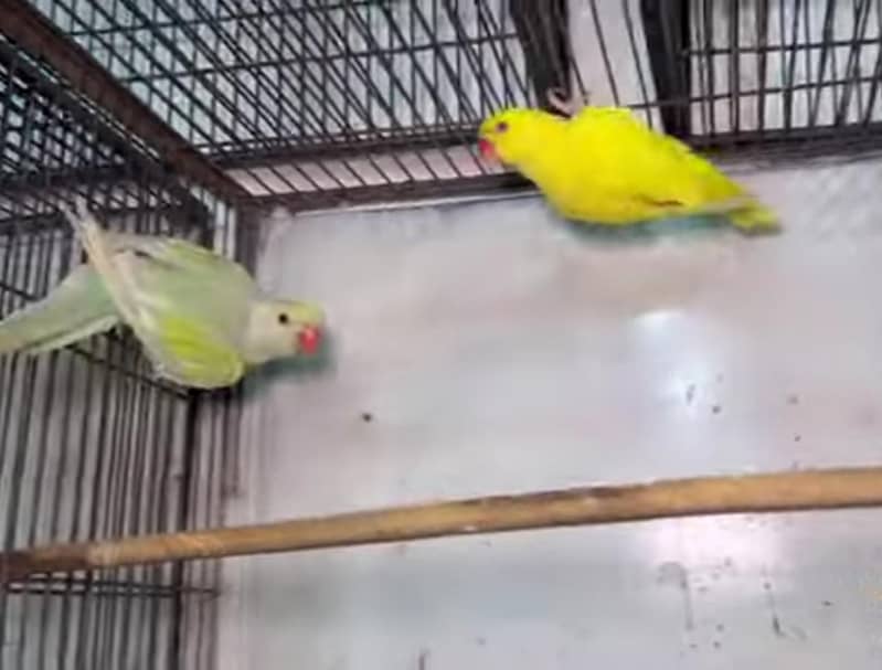 Yellow & Rainbow ringneck pair - Parrots - 1111198966