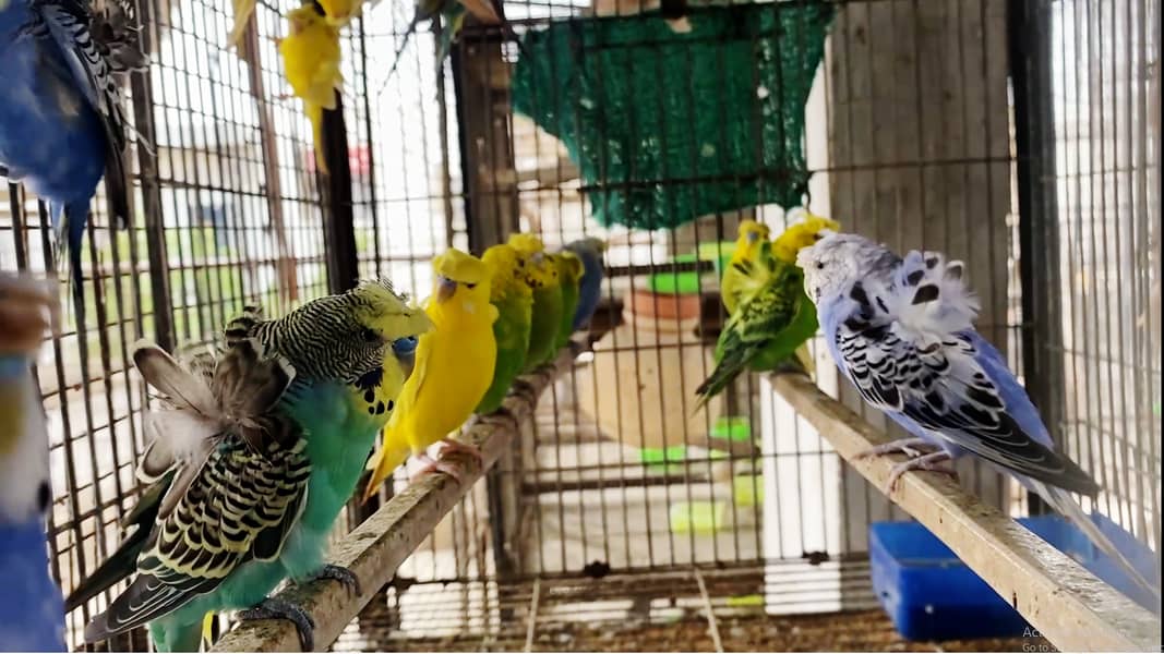 Setup full breeder pair Hogoromo & budgies bugries bujri Australian ...