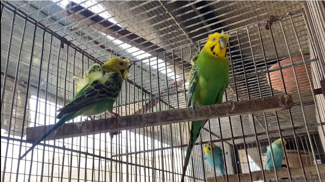 Setup full breeder pair Hogoromo & budgies bugries bujri Australian ...