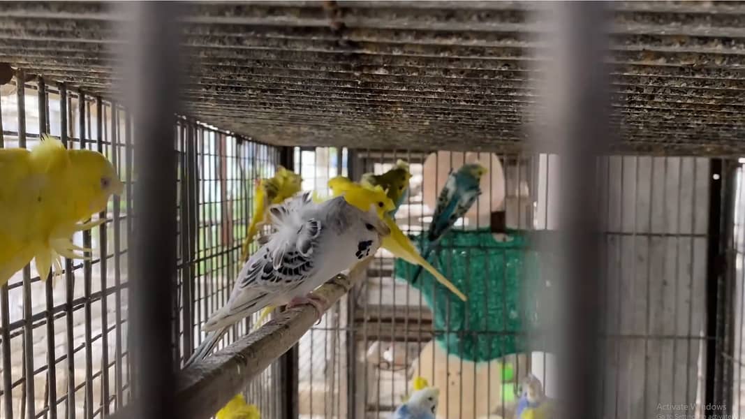 Setup full breeder pair Hogoromo & budgies bugries bujri Australian ...