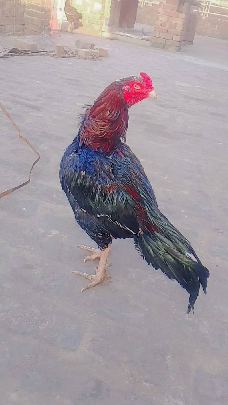 White shamo | Aseel mianwali | sindhi Aseel |Aseel patha | - Hens ...