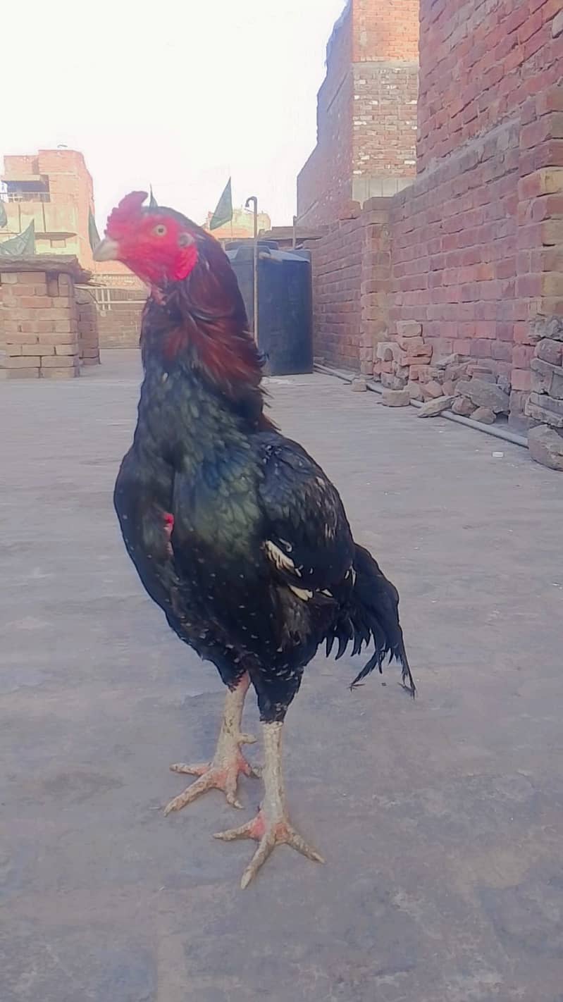 White shamo | Aseel mianwali | sindhi Aseel |Aseel patha | - Hens ...