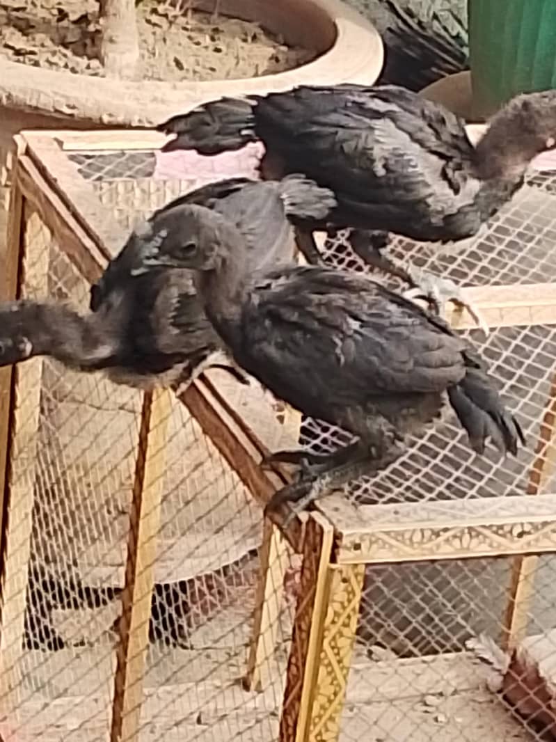 dragon aseel Thai one chick price 4000 - Hens - 1110236509