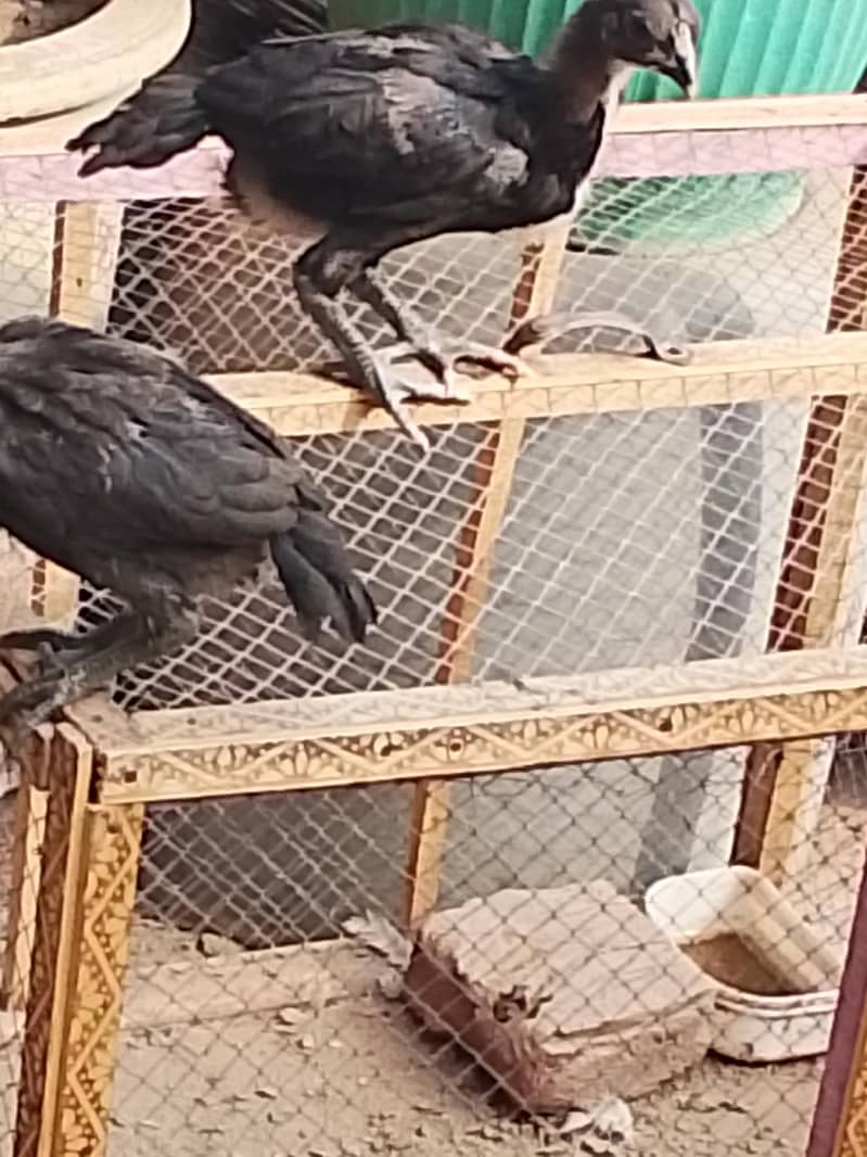 dragon aseel Thai one chick price 4000 - Hens - 1110236509