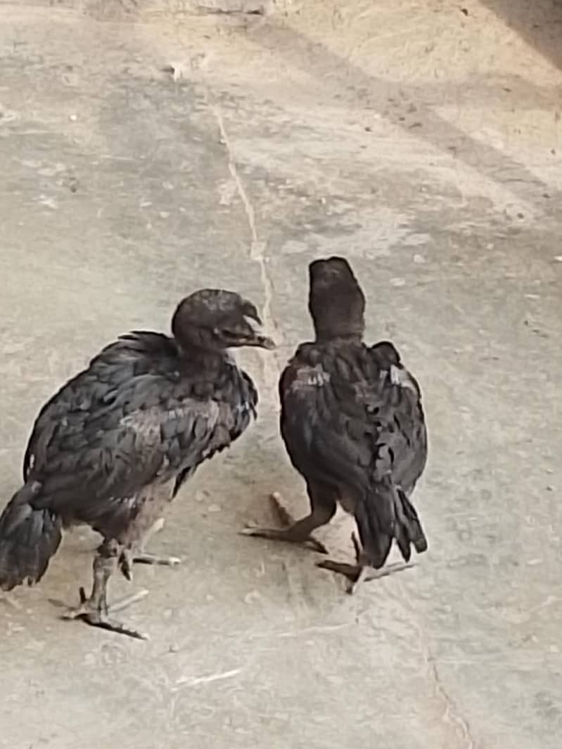 dragon aseel Thai one chick price 4000 - Hens - 1110236509