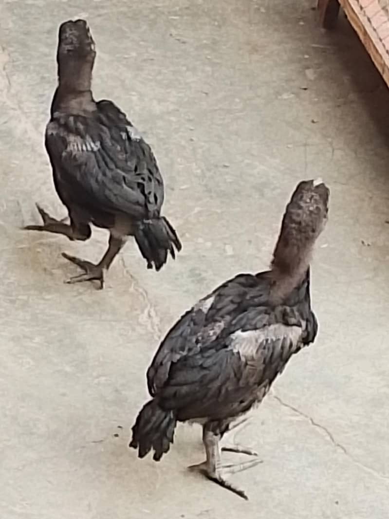 dragon aseel Thai one chick price 4000 - Hens - 1110236509