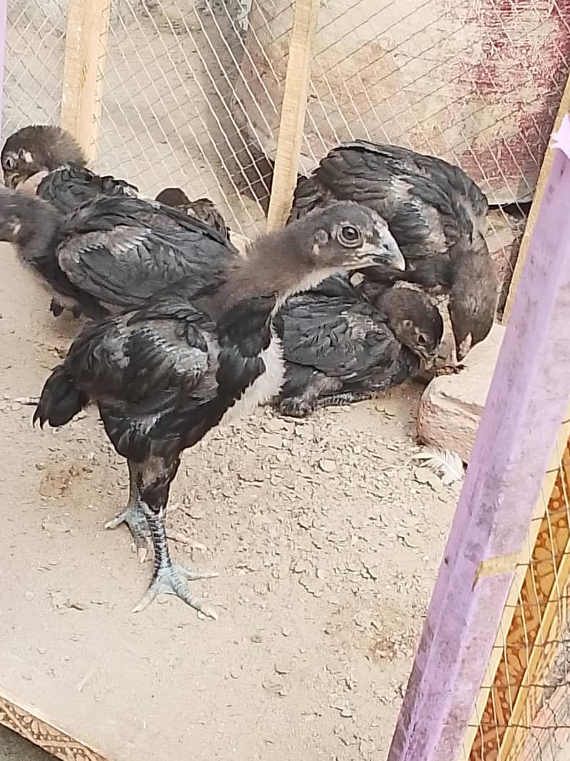 dragon aseel Thai one chick price 4000 - Hens - 1110236509