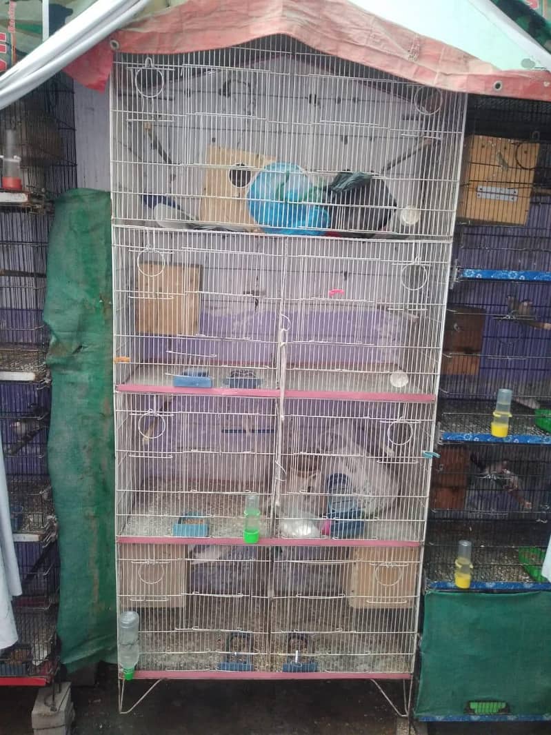 grey or silver java chicks available - Finches - 1111130864