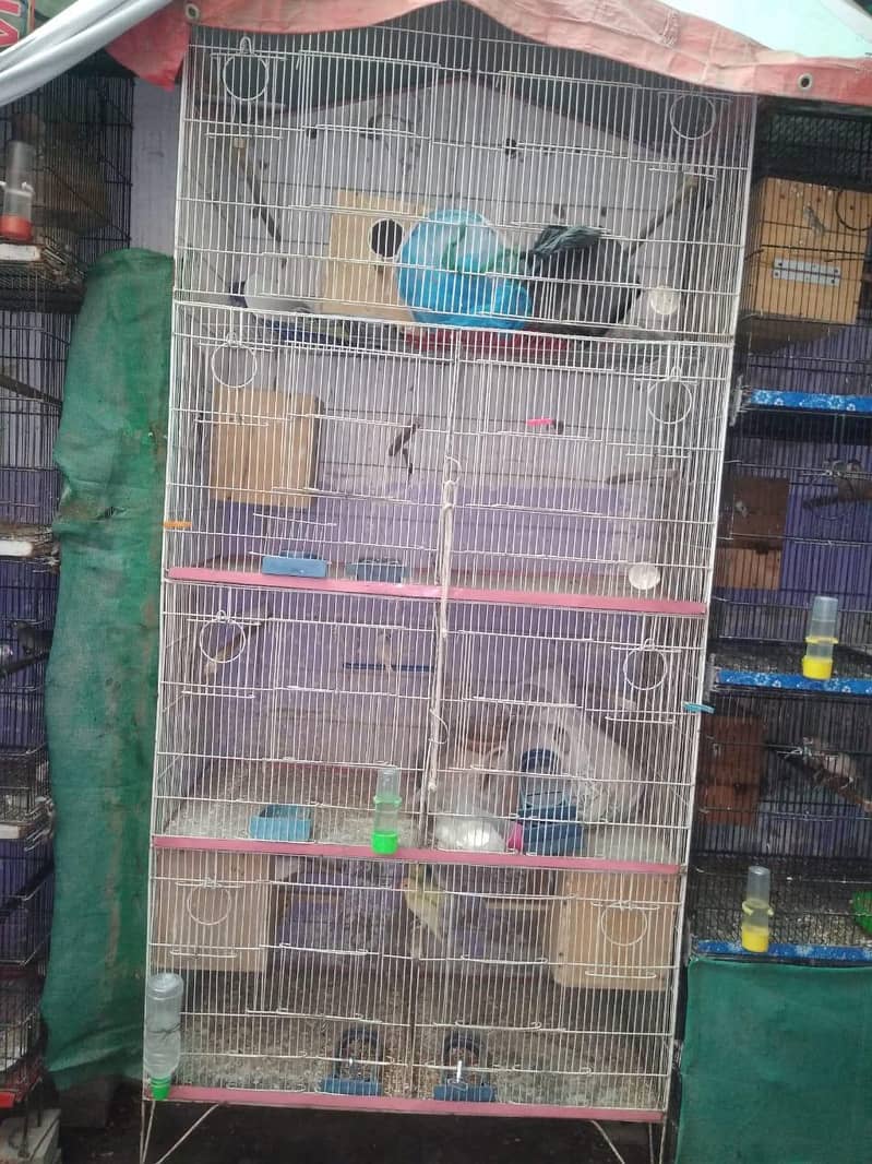 grey or silver java chicks available - Finches - 1111130864
