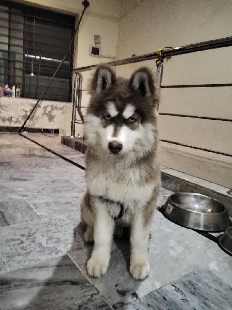 husky - Dogs - 1110845490