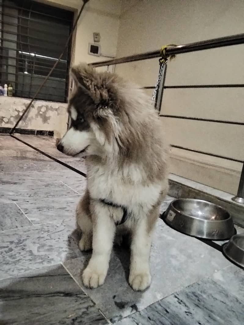 husky - Dogs - 1110845490