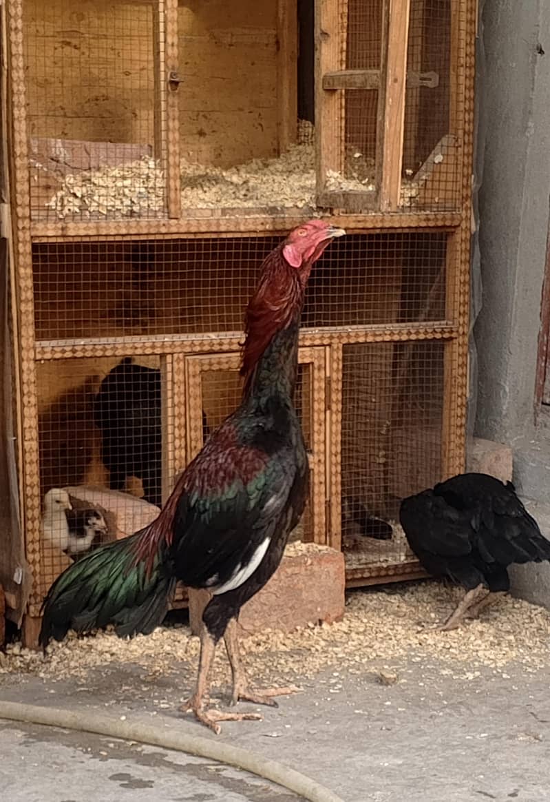 Shamo Chicks / Thaiee Pathay - Hens - 1111279016