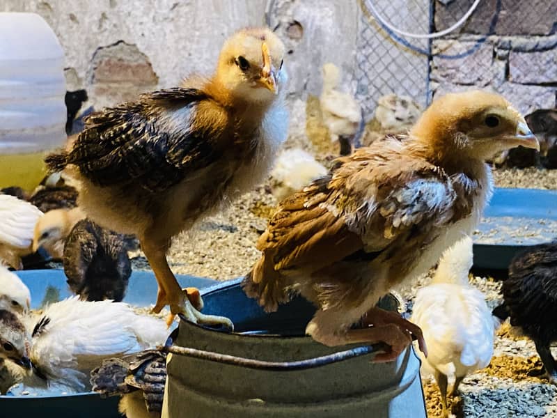 Golden Misri|Desi| Chicks| Egg laying Hen Chuzay PATHI|Lohman Fayomi ...