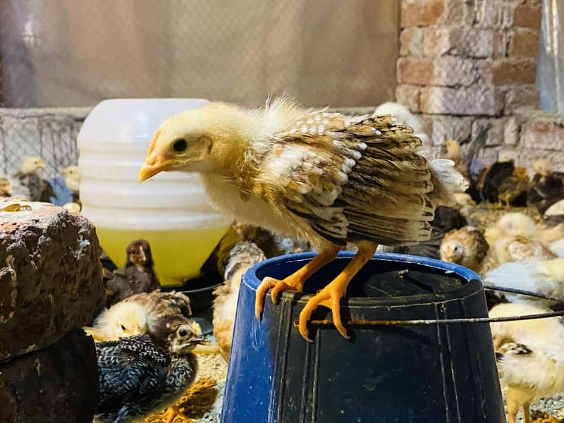 Golden Misri|Desi| Chicks| Egg laying Hen Chuzay PATHI|Lohman Fayomi ...